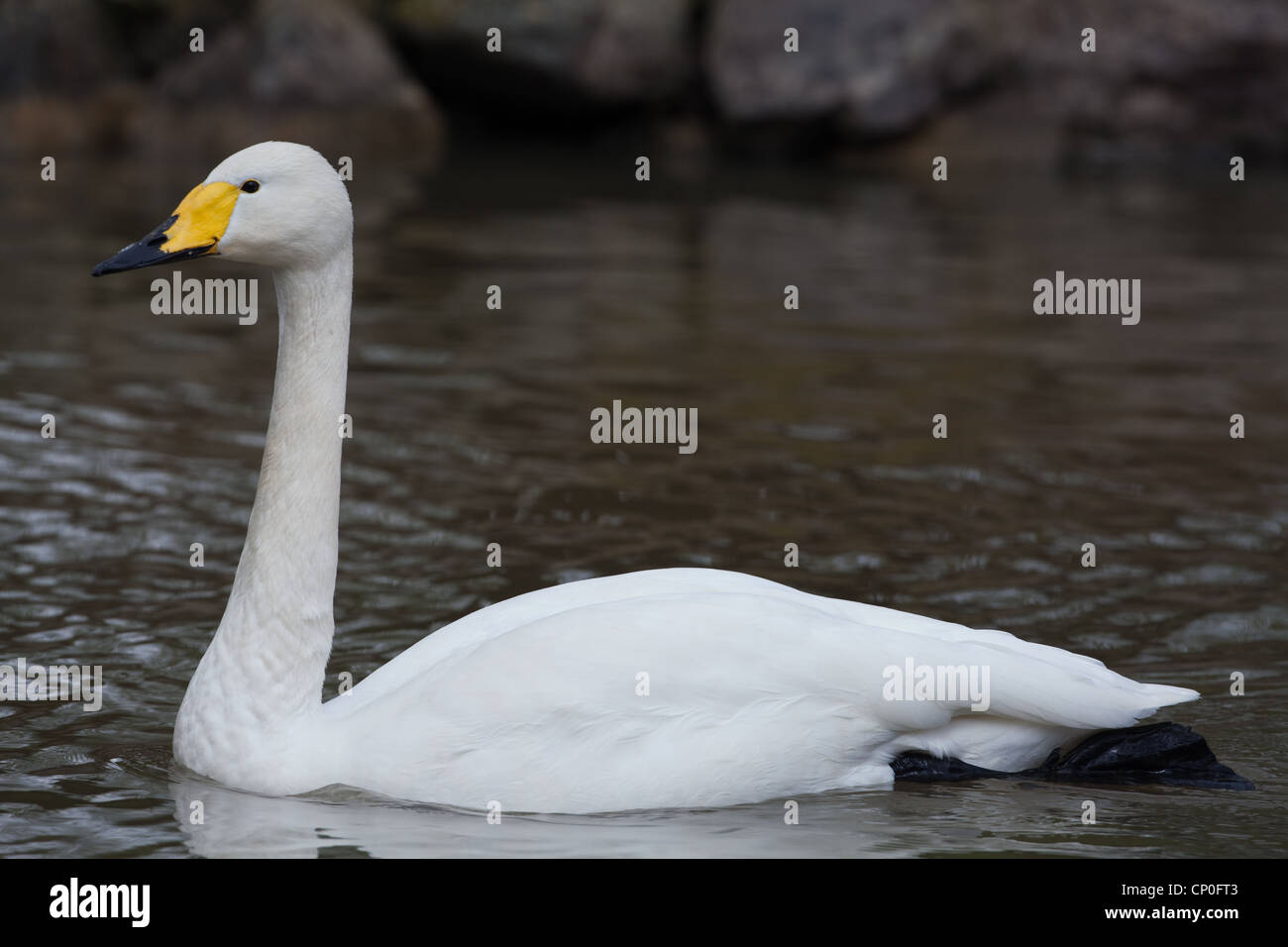 Cygnus swan hi-res stock photography and images - Alamy