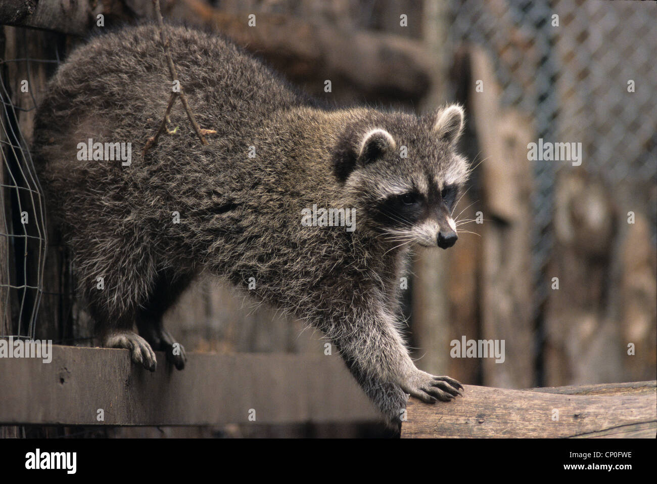 Northern Raccoon Procyon lotor, Procyonidae, Mammalia. In captivity ...