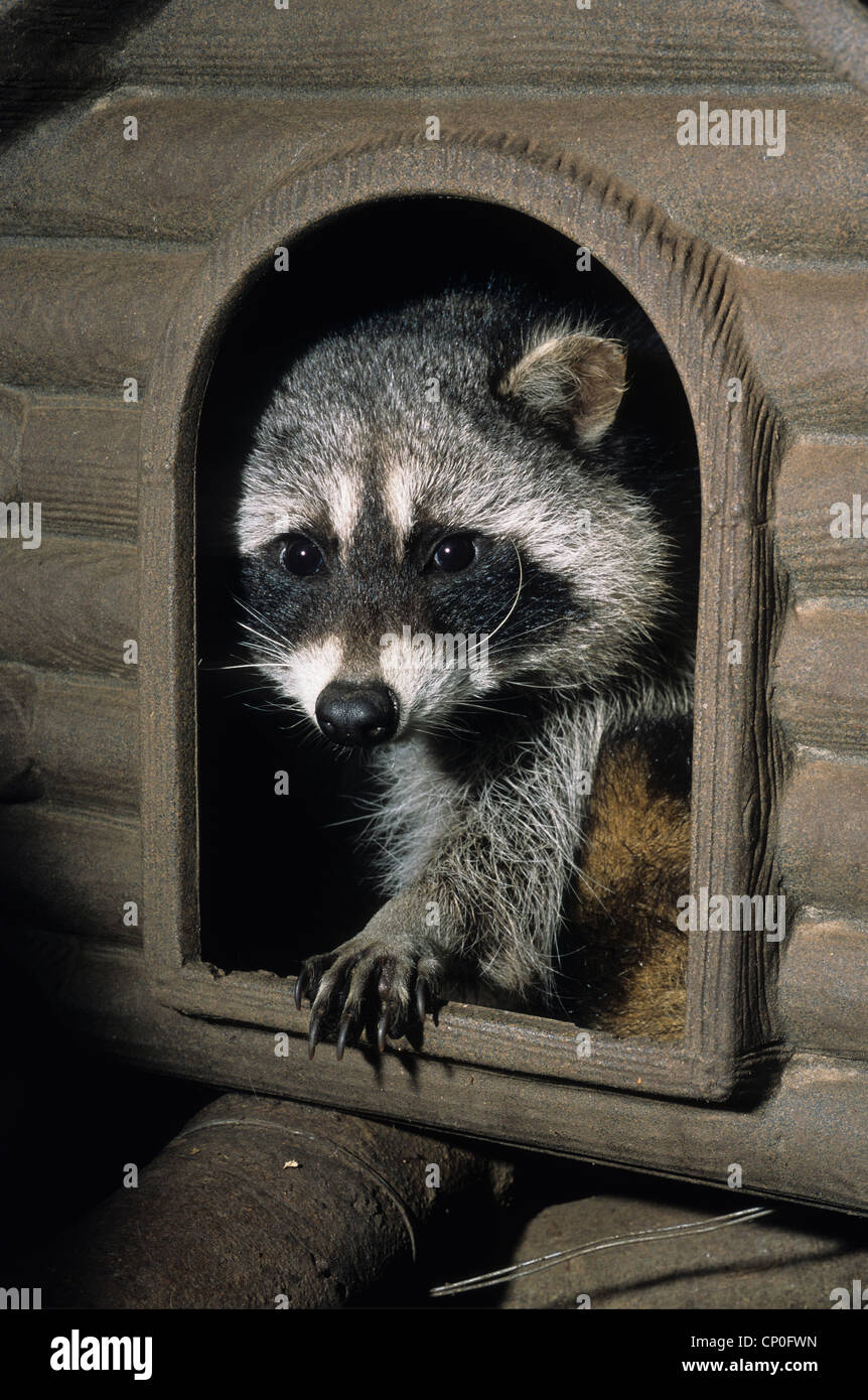 Procyonidae animals hi-res stock photography and images - Alamy