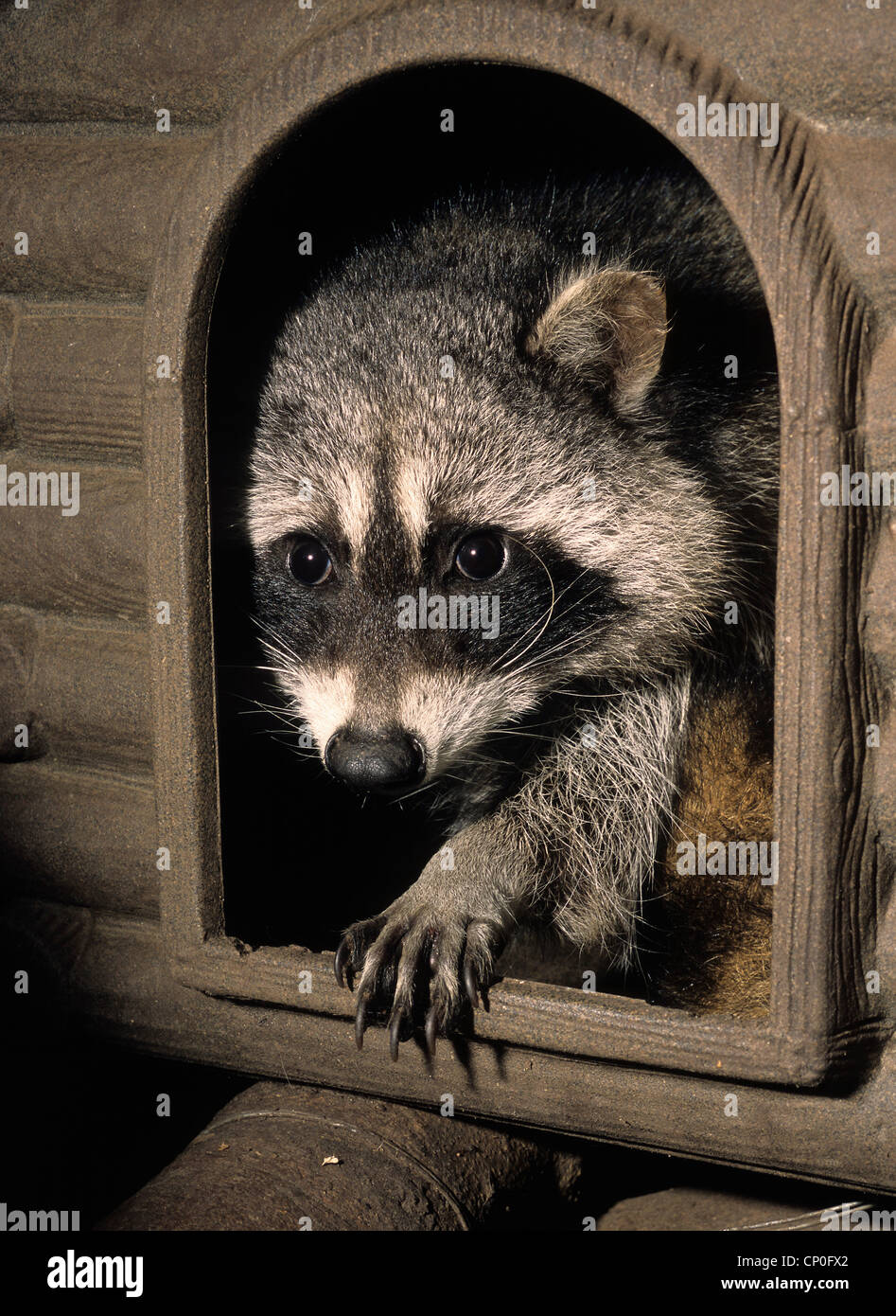 Northern Raccoon Procyon lotor, Procyonidae, Mammalia. In captivity ...