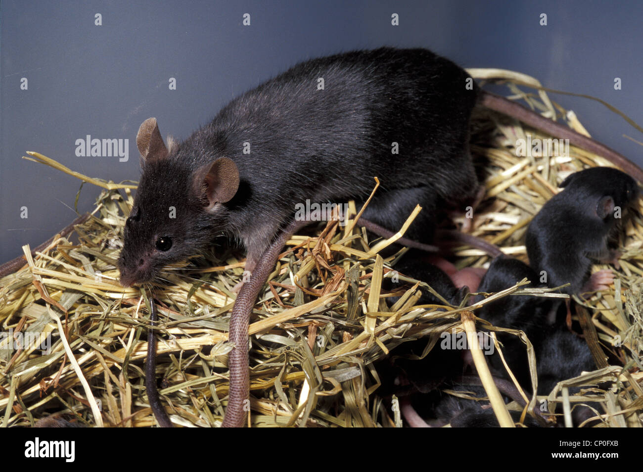 House mouse (Mus musculus), Muridae, Mammalia. In captivity Stock Photo ...