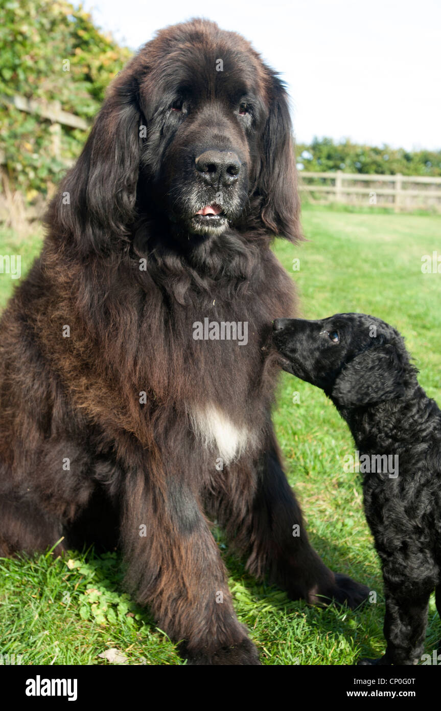 A Newfoundland dog with a retriever puppy Stock Photo - Alamy