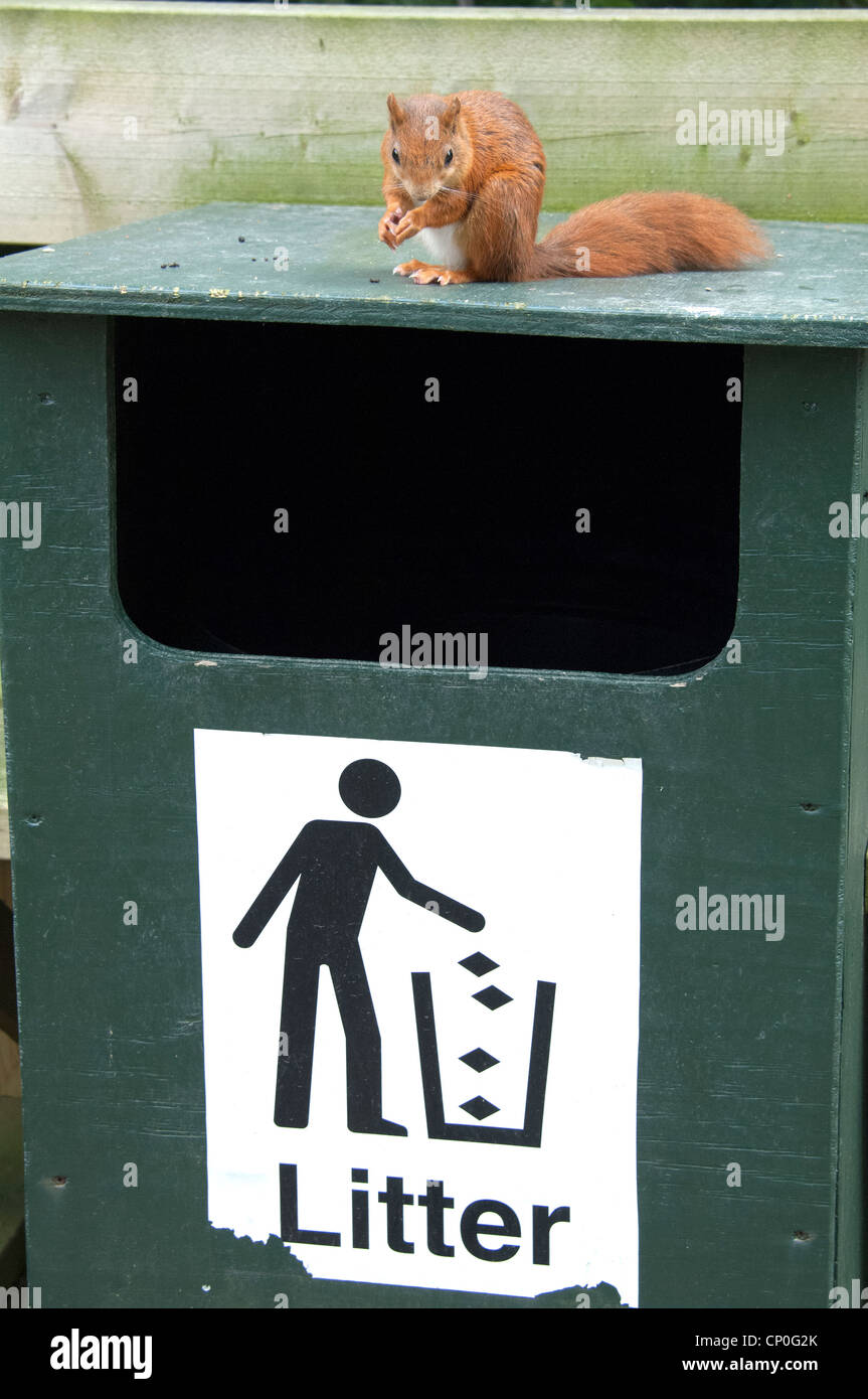 Squirrel bin hi-res stock photography and images - Alamy