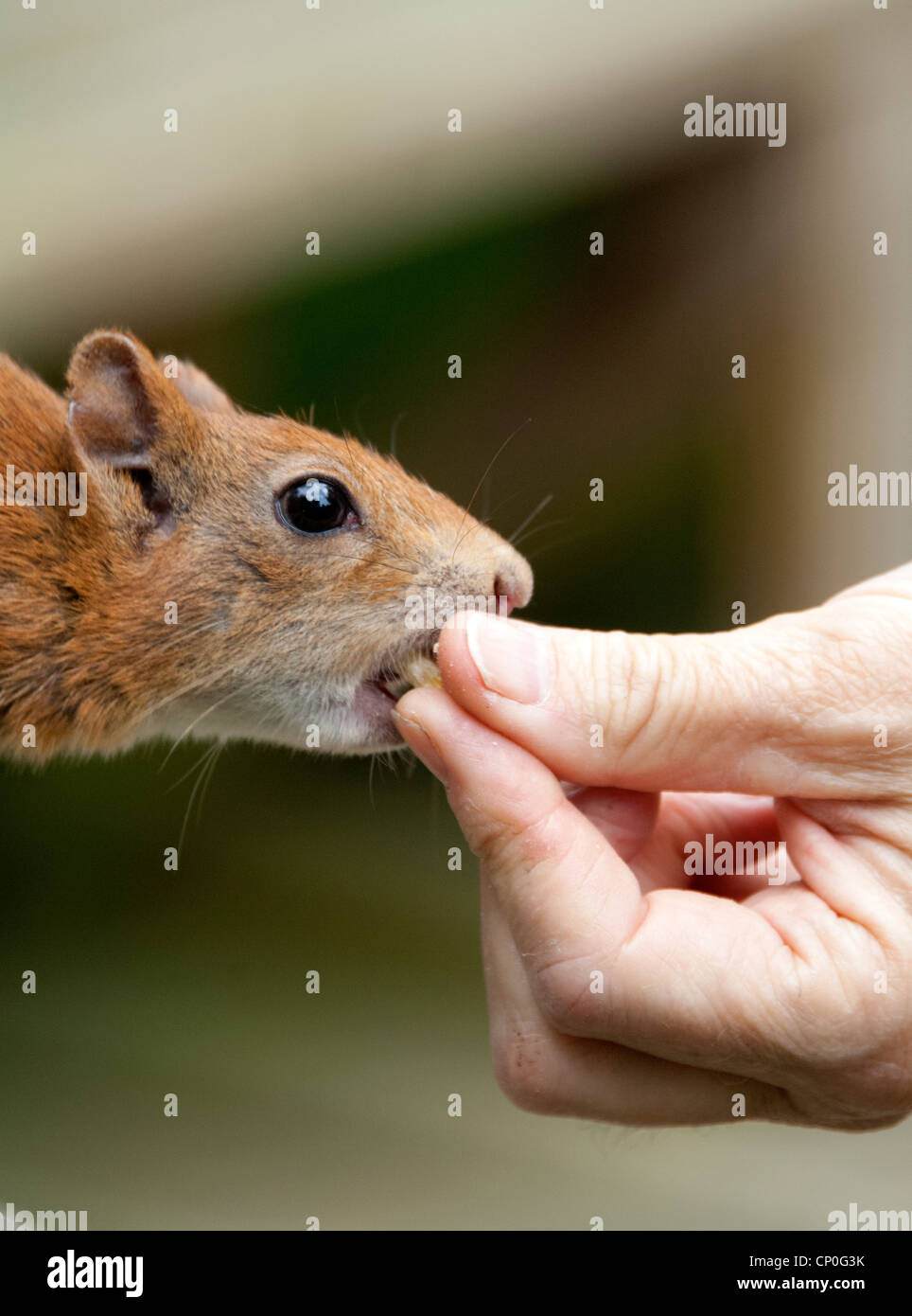 Tame squirrel hi-res stock photography and images - Alamy