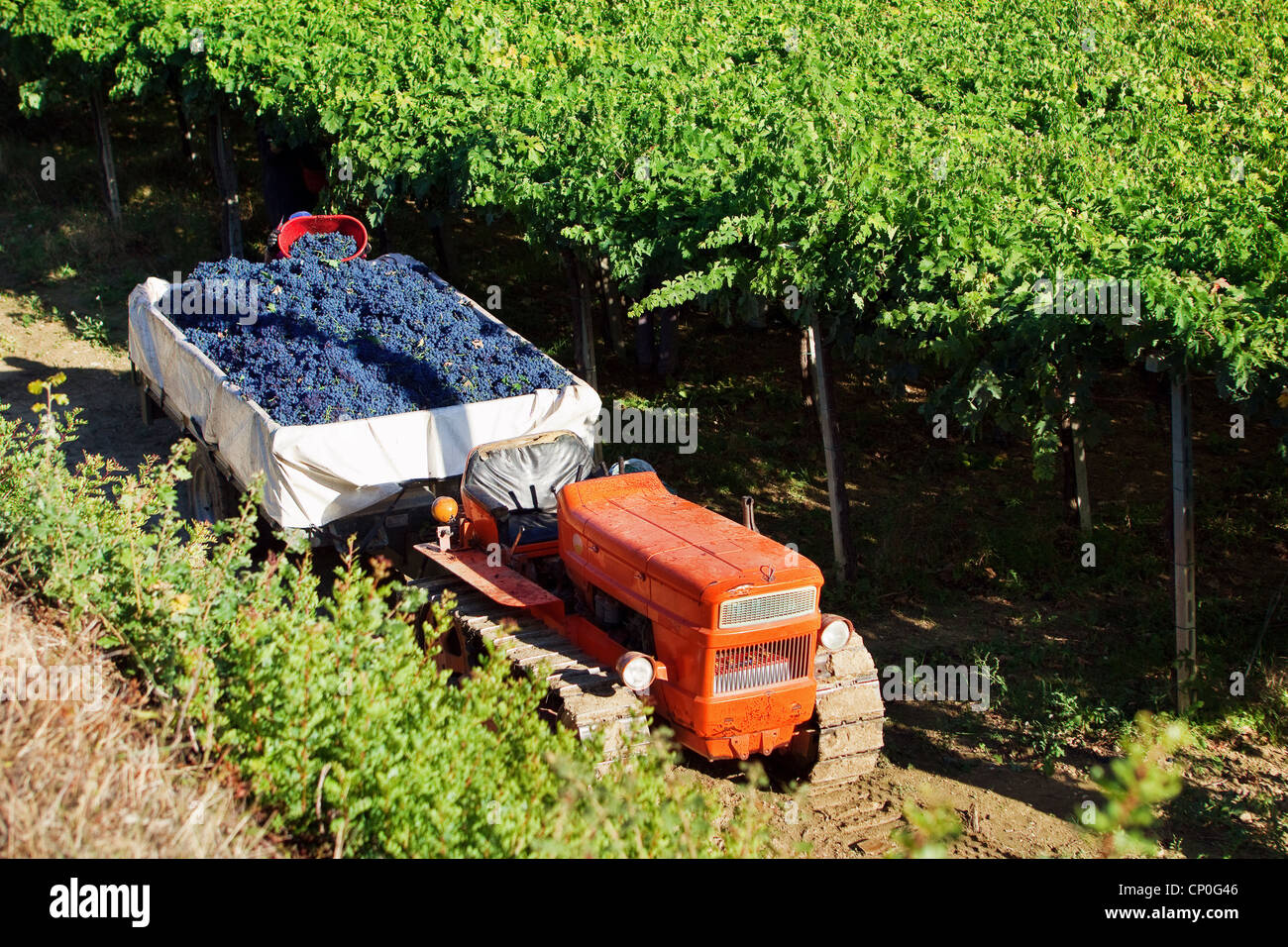 Vine tractor italy hi-res stock photography and images - Alamy