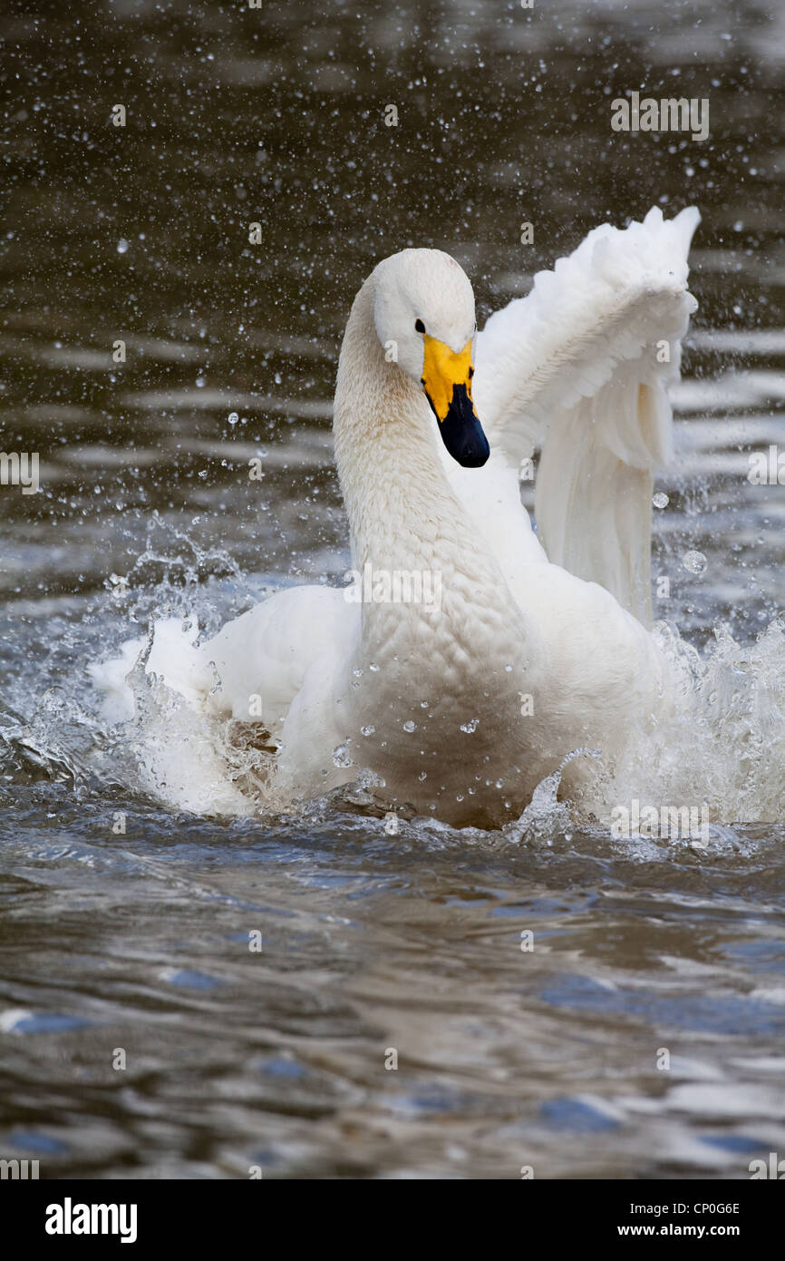 Front facing swan hi-res stock photography and images - Alamy