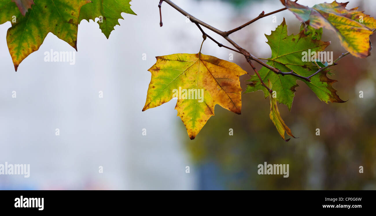 Autumn background with color changing leaves Stock Photo - Alamy