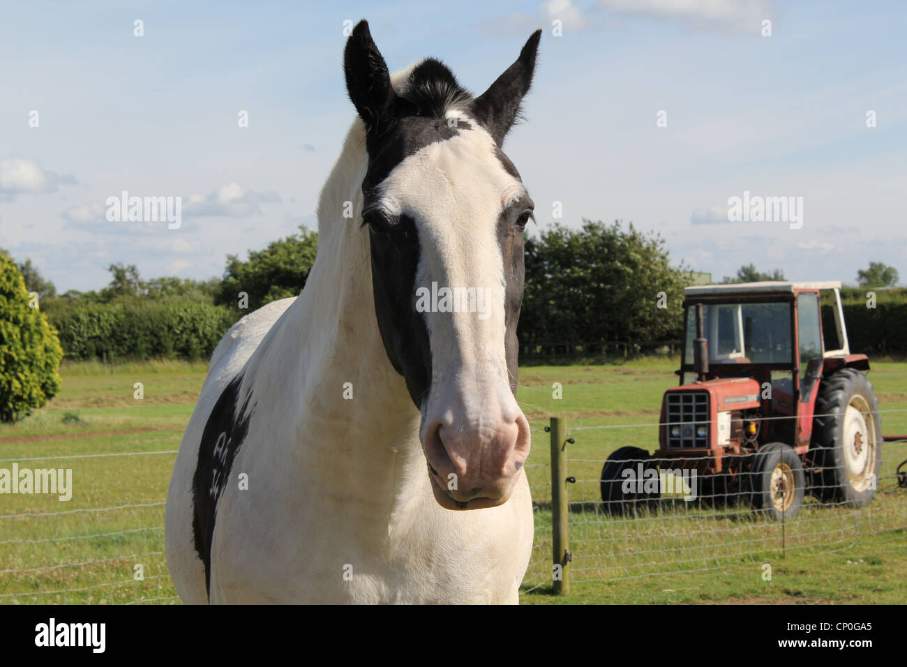 Horsy hi-res stock photography and images - Alamy