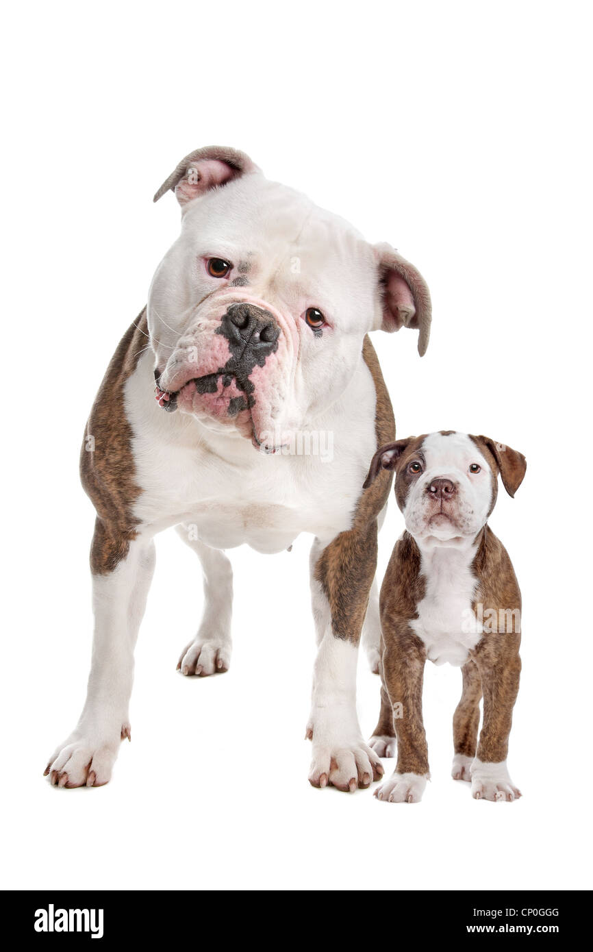 White English American Bulldog