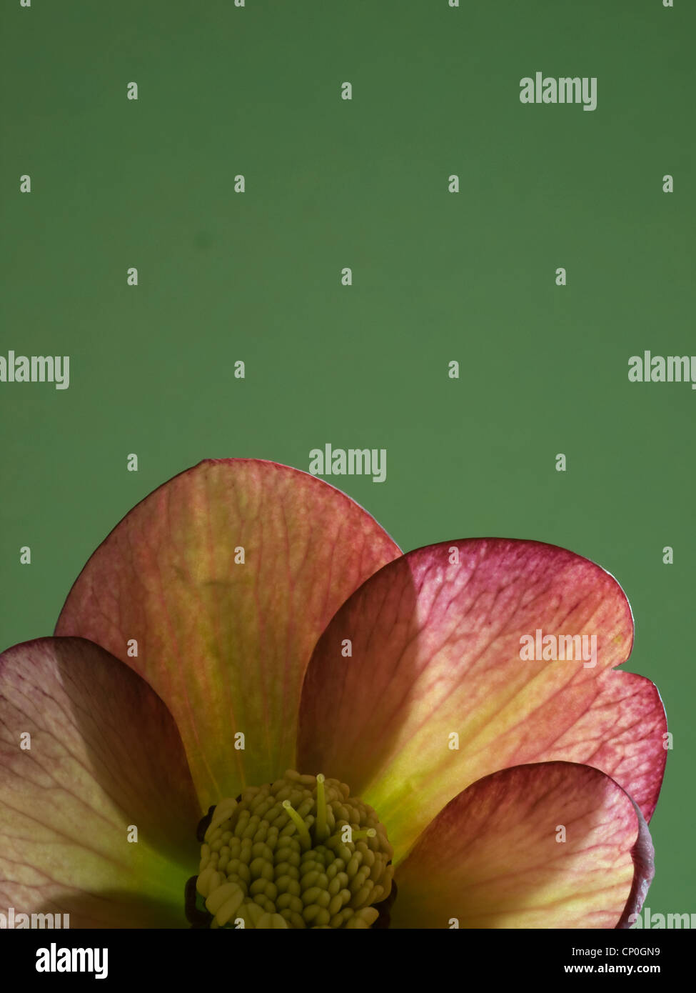 Single Hellebores flower against a green background Stock Photo - Alamy