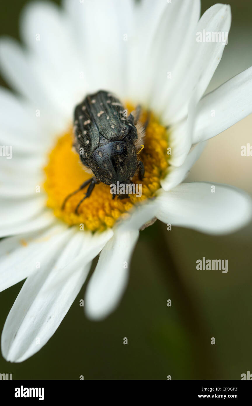 beetle on a large daisy Stock Photo - Alamy