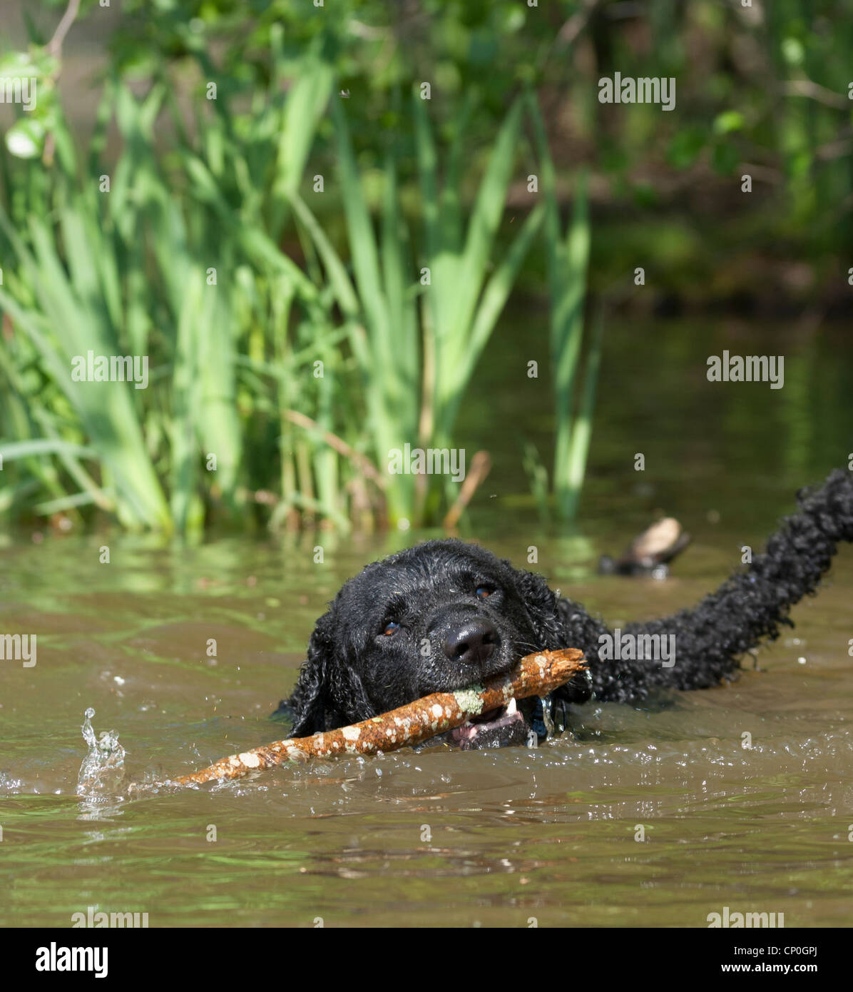 Retrieve the stick hi-res stock photography and images - Alamy