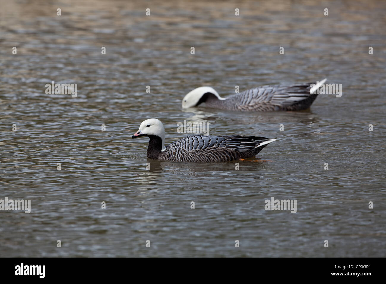 Emperor Geese (Anser canagicus). Pair on water Stock Photo - Alamy