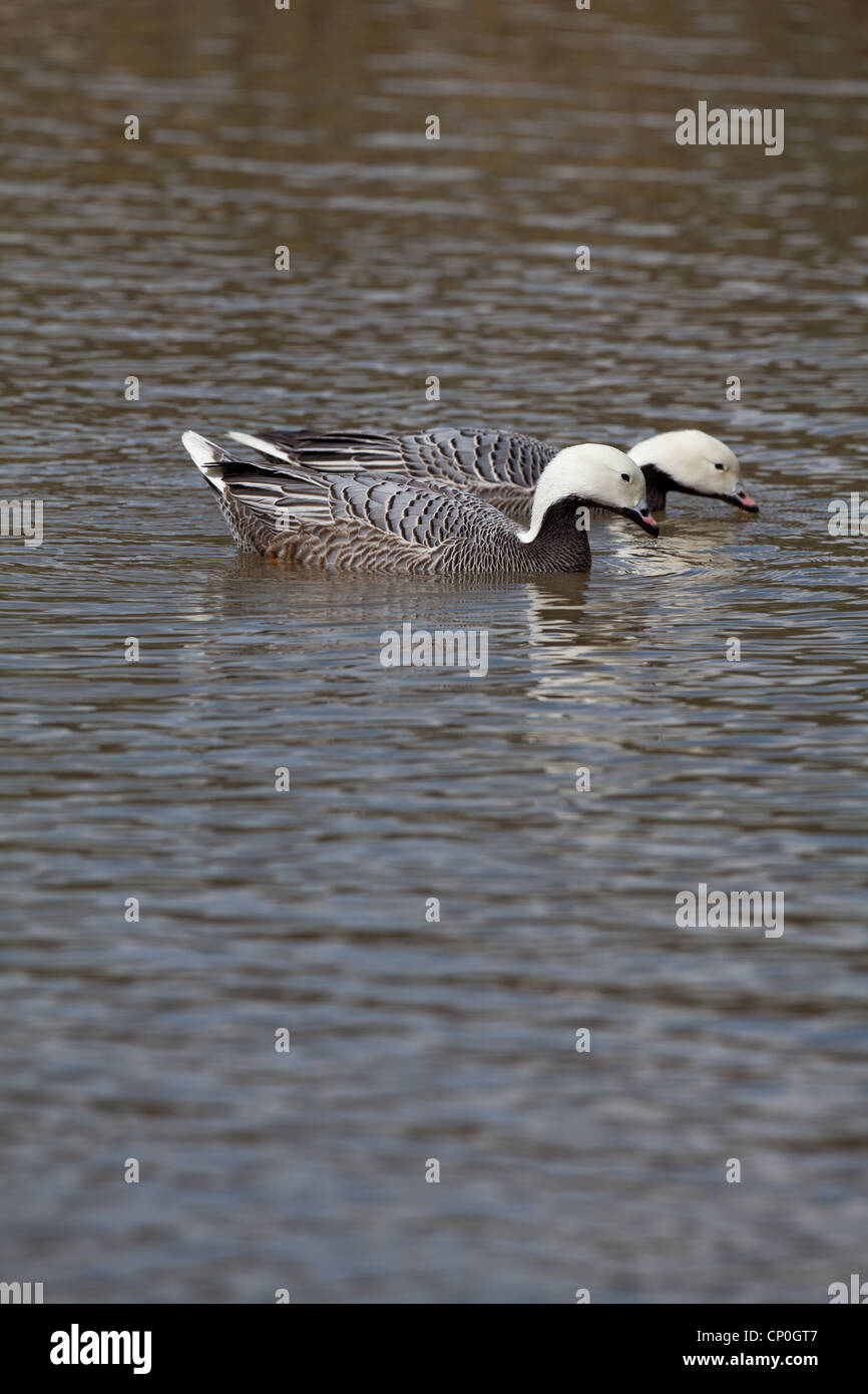 Emperor Geese (Anser canagicus). Pair on water Stock Photo - Alamy