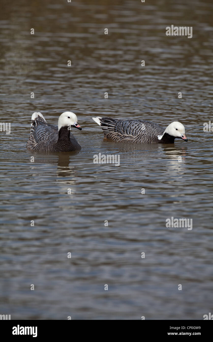 Emperor Geese (Anser canagicus). Pair on water Stock Photo - Alamy