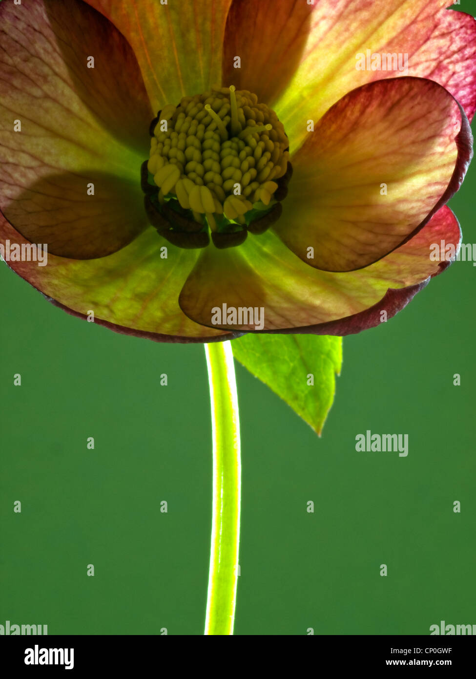 Single Hellebores flower against a green background Stock Photo - Alamy