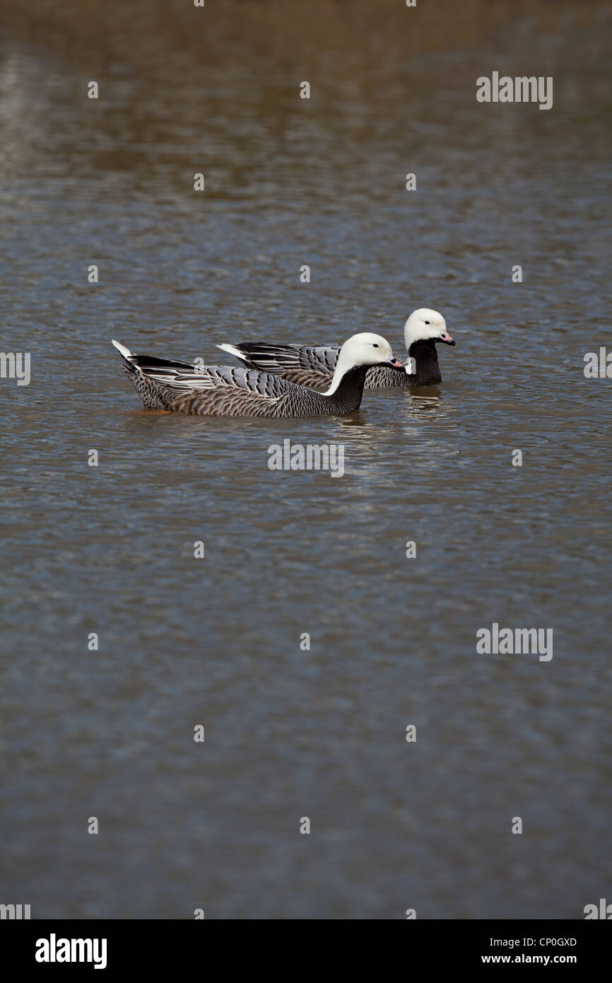 Emperor Geese (Anser canagicus). Pair on water Stock Photo - Alamy