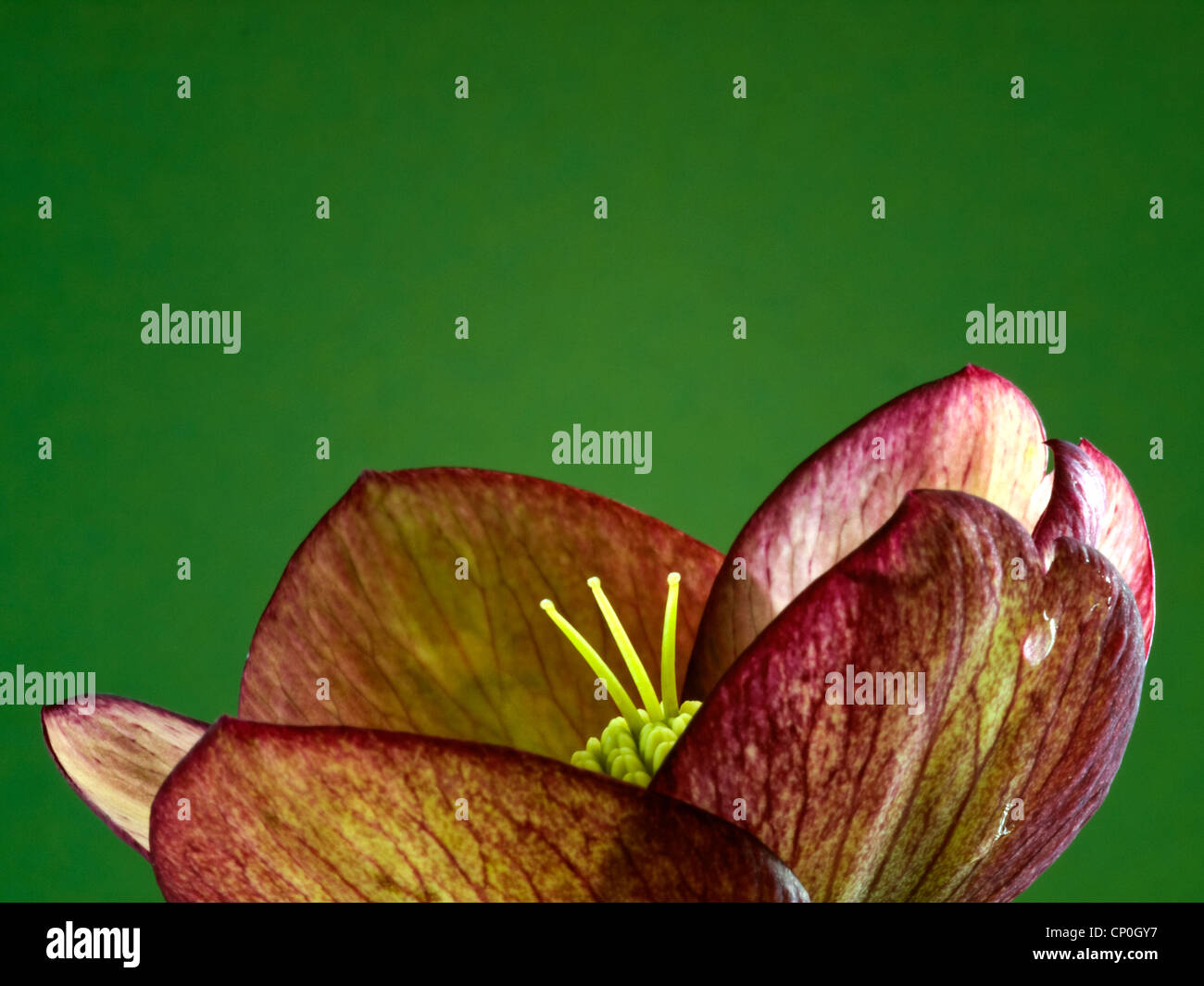 Single Hellebores flower against a green background Stock Photo - Alamy