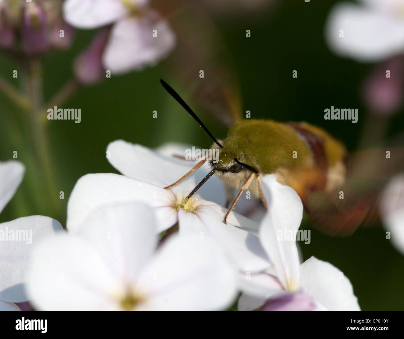 hummingbird hawk moth feeding Stock Photo - Alamy