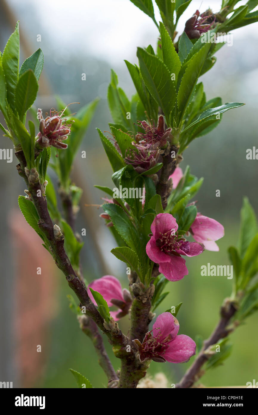 Detail of Nectarine tree with pink blossom Stock Photo - Alamy