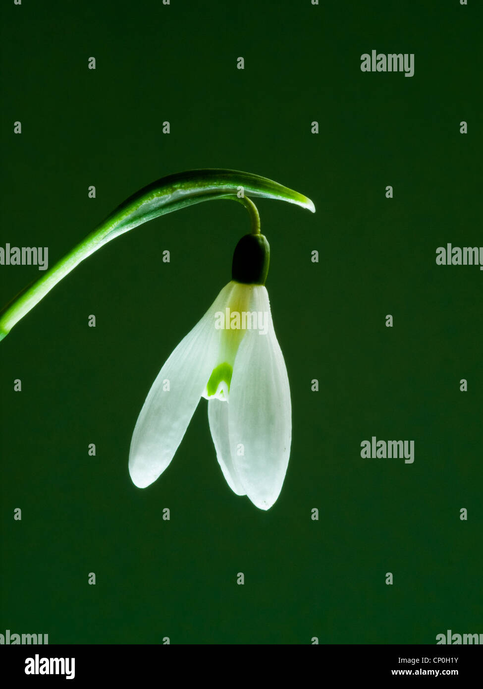 Single Snowdrop (Galanthus) flower against a blue background. Backlit ...
