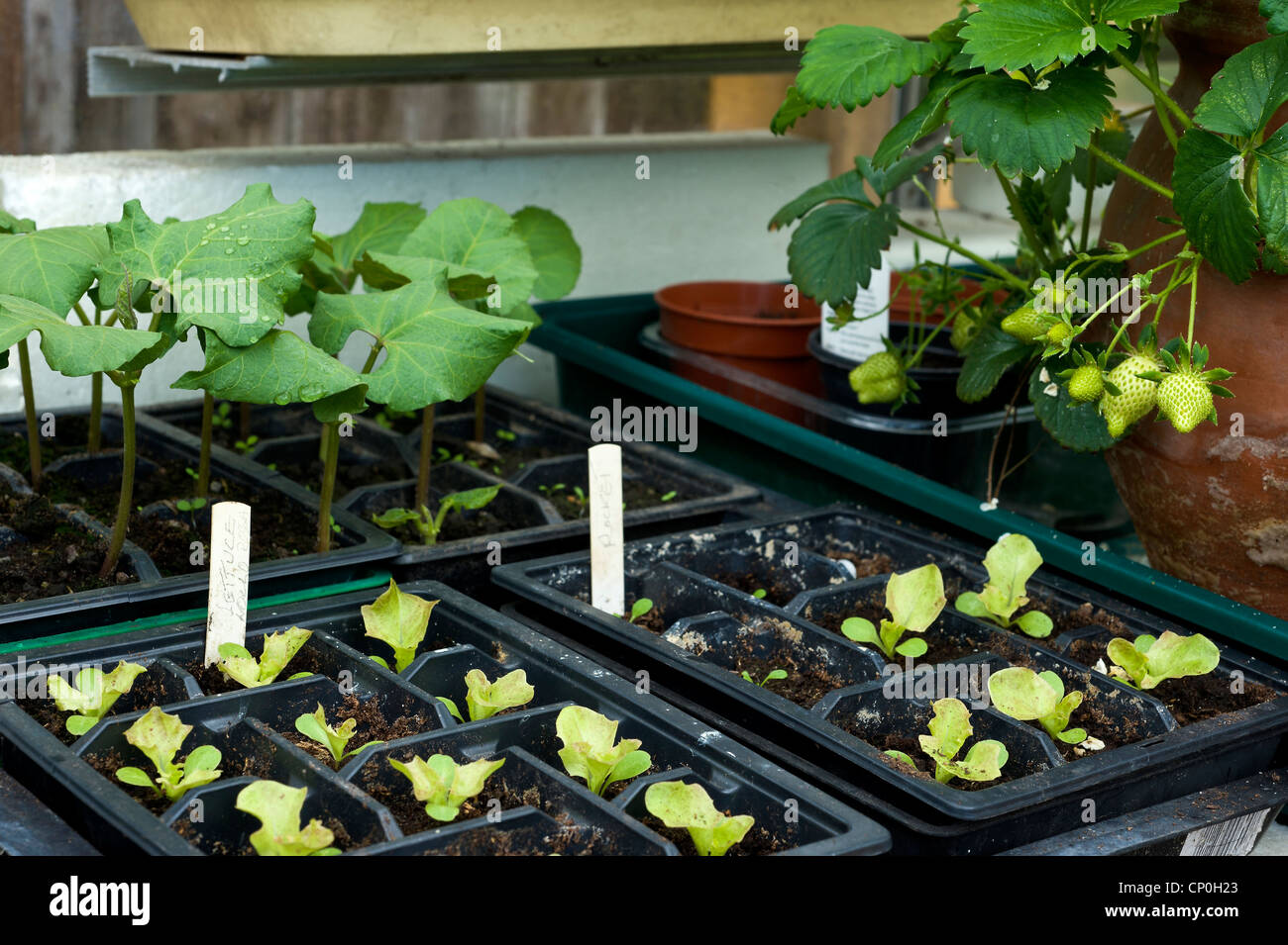 trays of seedlings in a garden greenhouse including lettuce runner ...