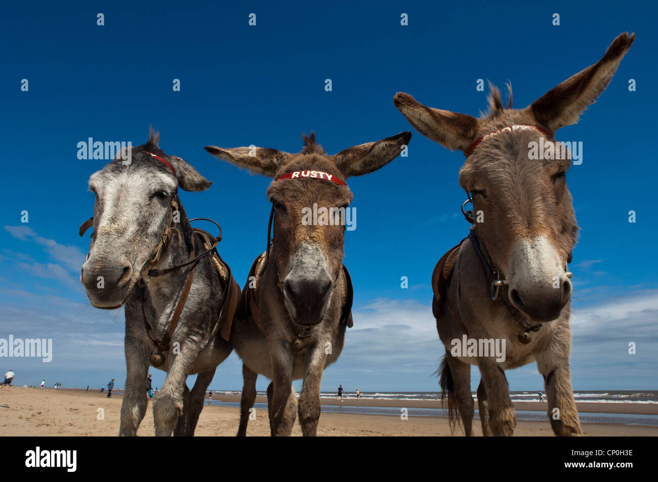Seaside donkeys. Mablethorpe, Lincolnshire England UK Stock Photo - Alamy
