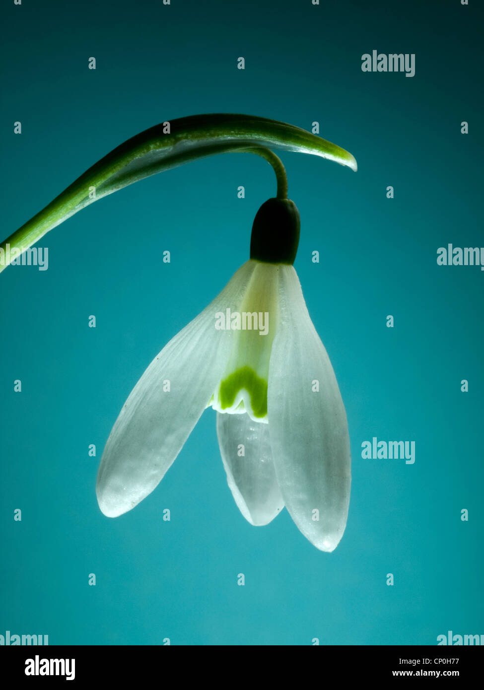 Single Snowdrop (Galanthus) flower against a blue background. Backlit ...