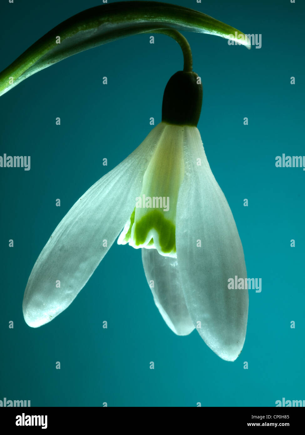Single Snowdrop (Galanthus) flower against a blue background. Backlit ...