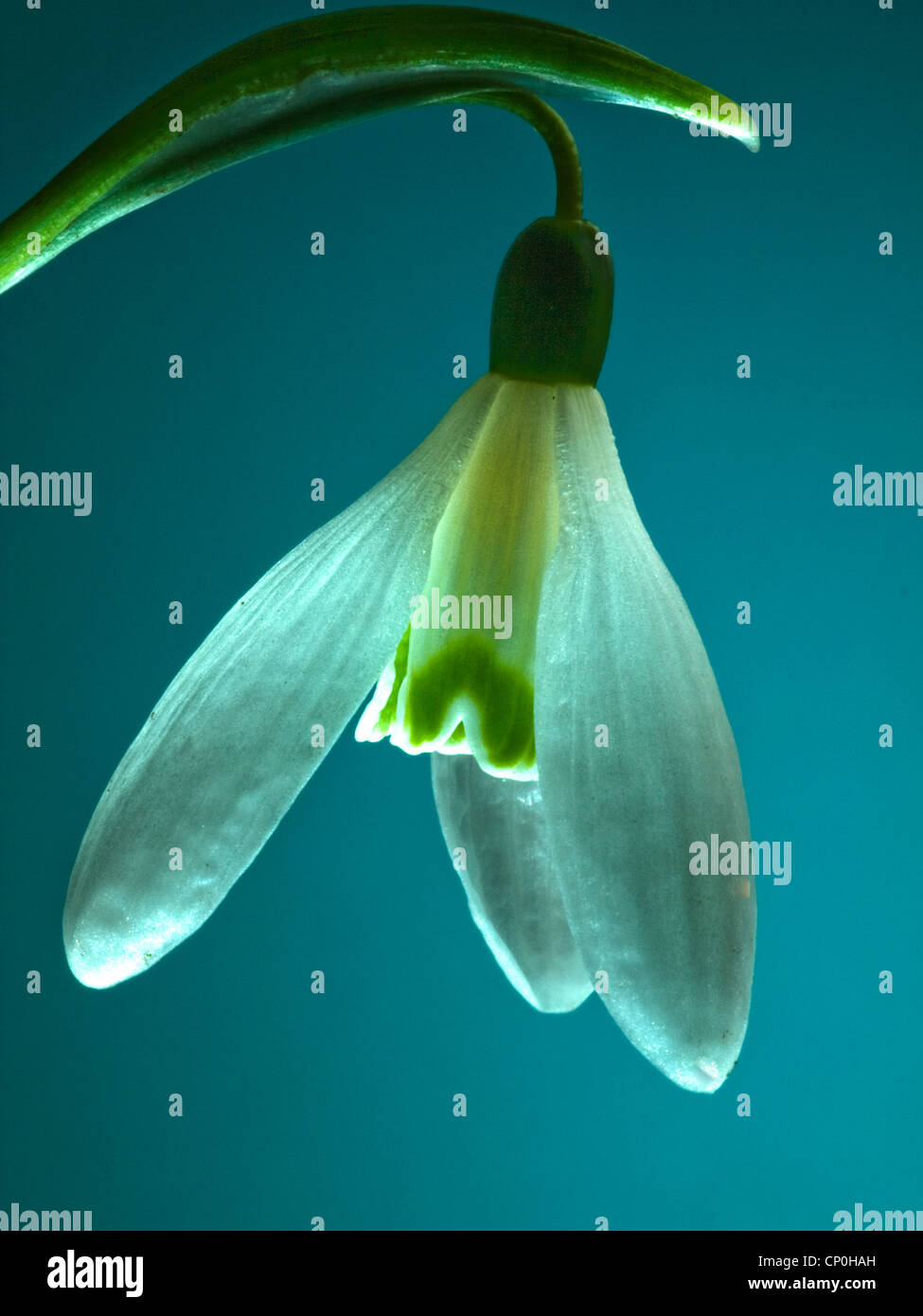 Single Snowdrop (Galanthus) flower against a blue background. Backlit ...