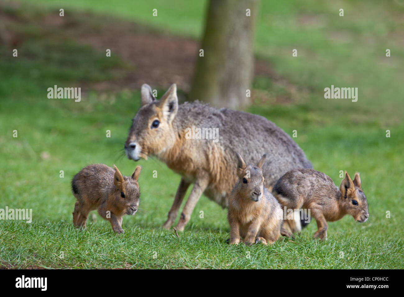 Patagonian Cavy Babies Tri Colored