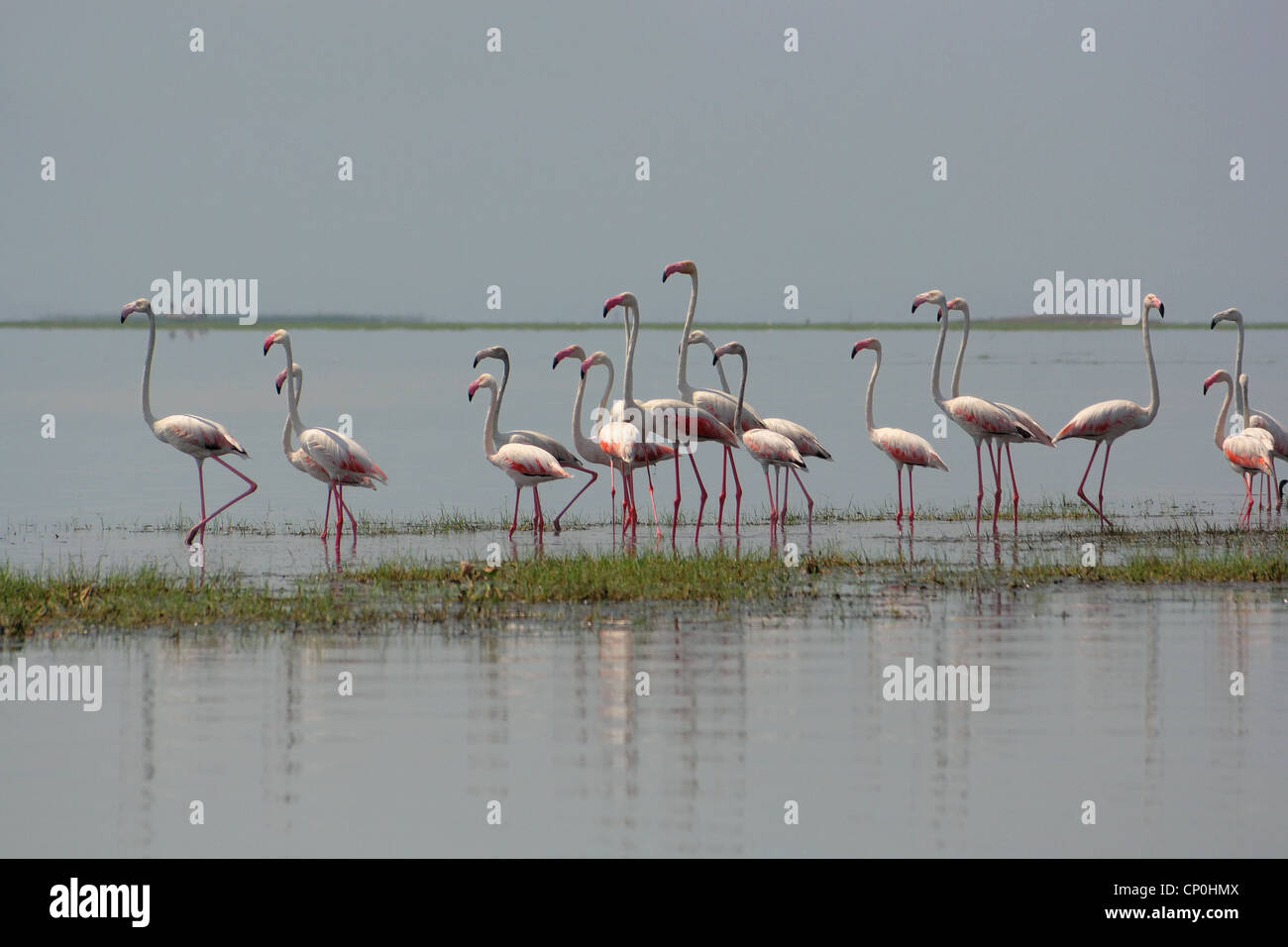 Indian flamingos in nalabana bird hi-res stock photography and images ...