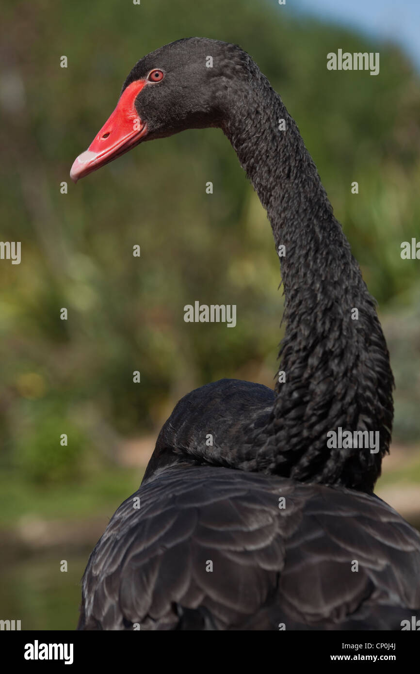 Black Swan (Cygnus atratus). Native to Australia, including Tasmania ...