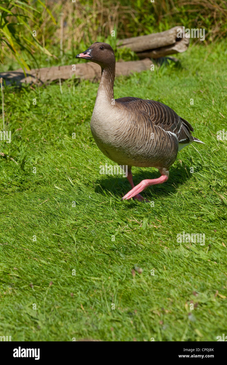 Goose stepping hi-res stock photography and images - Alamy