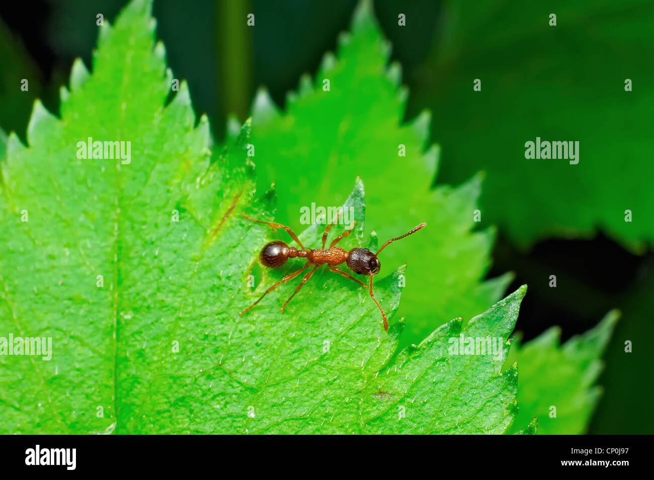 ant formica rufa Stock Photo - Alamy