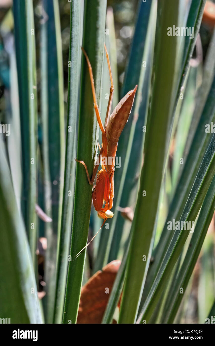 Mantis. Mantodea (or mantises) is an order of insects that contains ...