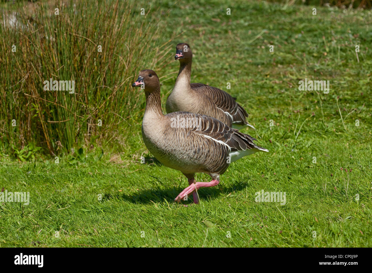 Pink-footed Goose (Anser brachyrhynchus). Walking; "goose stepping ...