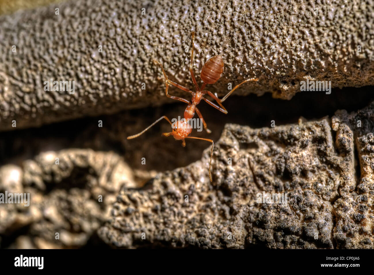 ant formica rufa Stock Photo - Alamy