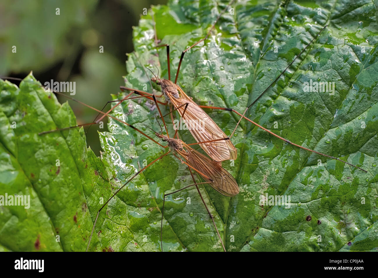 mosquito Stock Photo: 47957570 - Alamy