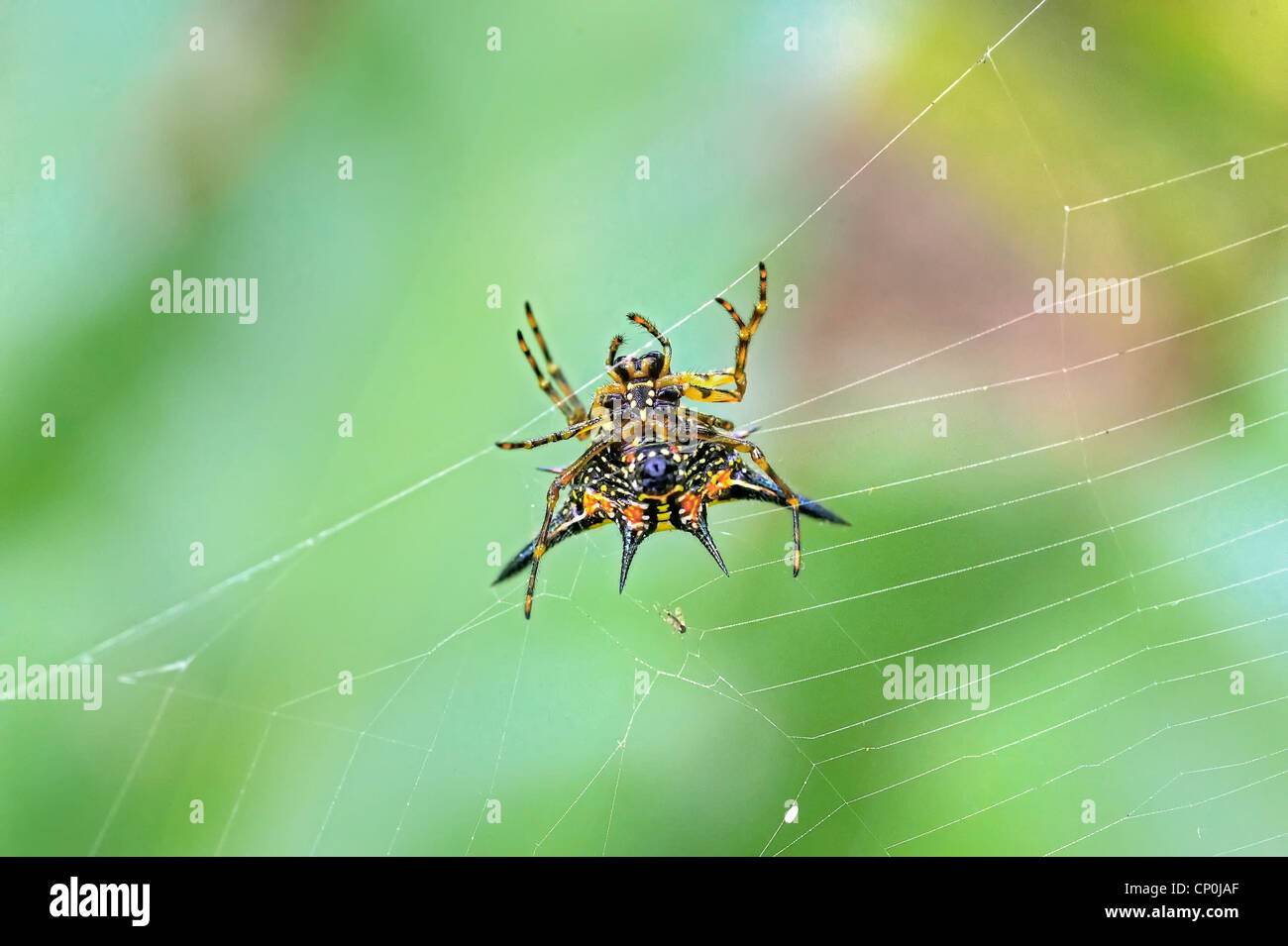 Spiders (order Araneae) are air-breathing arthropods that have eight ...