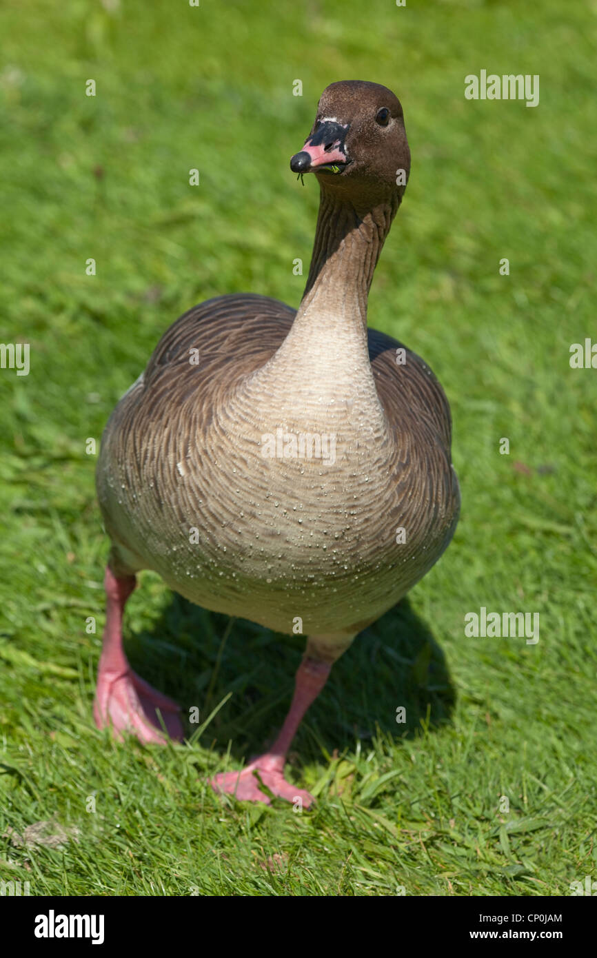 Pink-footed Goose (Anser brachyrhynchus). Walking; "goose stepping ...