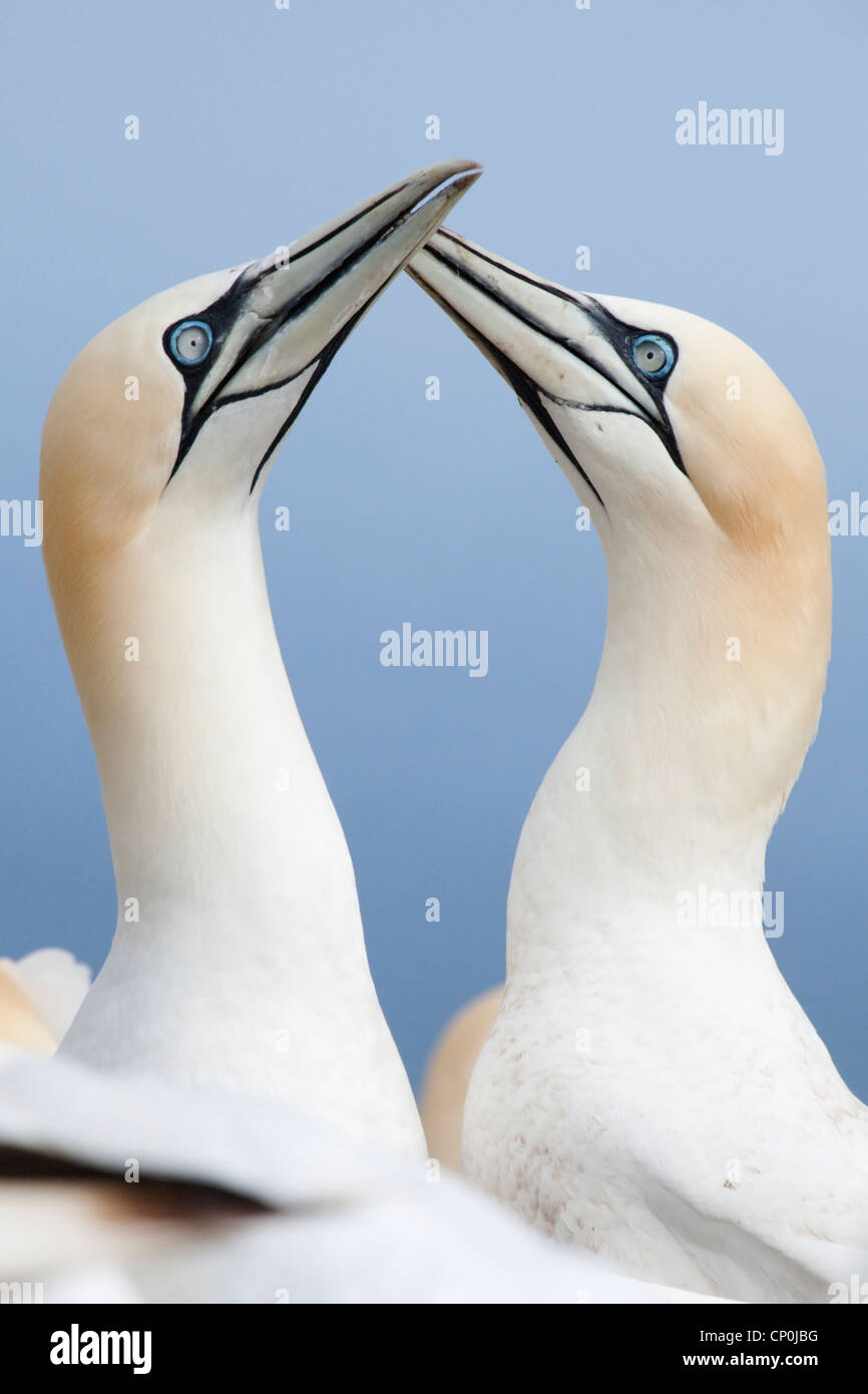 Gannets greeting hi-res stock photography and images - Alamy