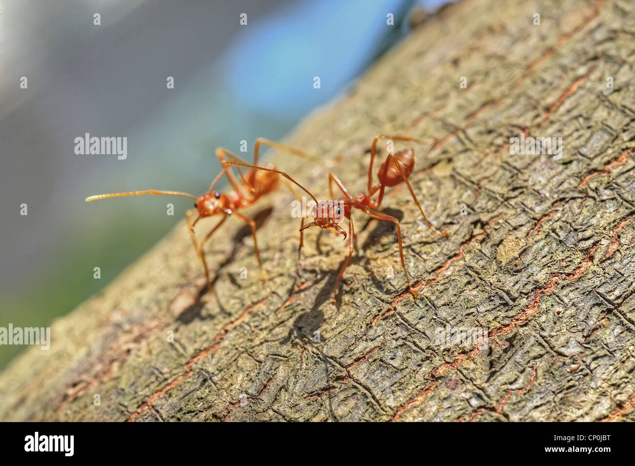 ant formica rufa Stock Photo - Alamy