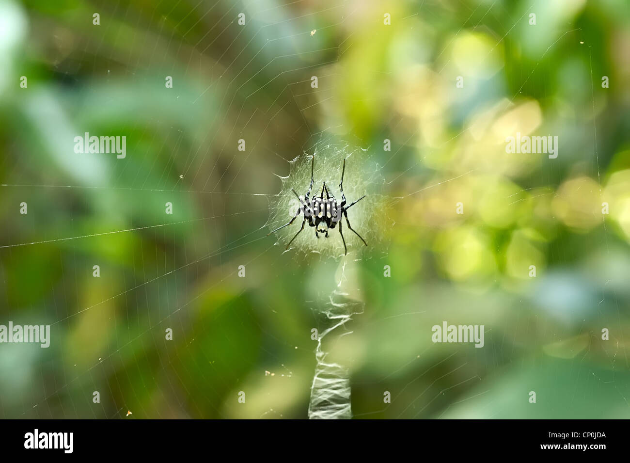 Spiders (order Araneae) are air-breathing arthropods that have eight ...