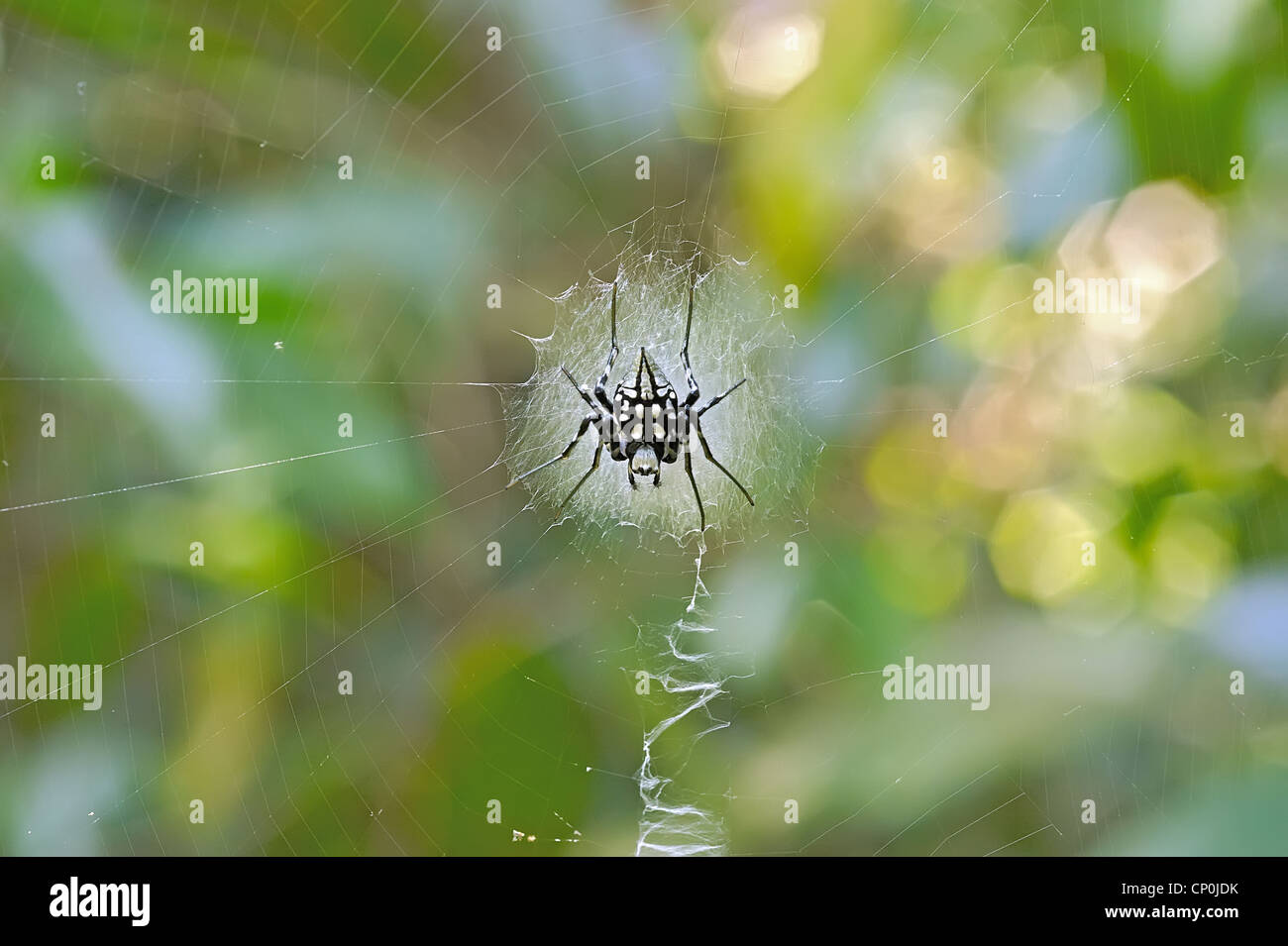 Spiders (order Araneae) are air-breathing arthropods that have eight ...