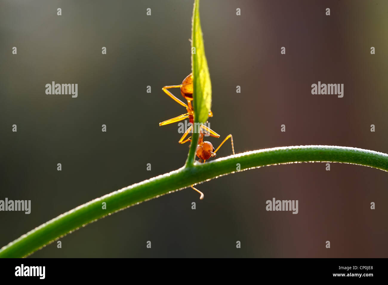 ant formica rufa Stock Photo - Alamy