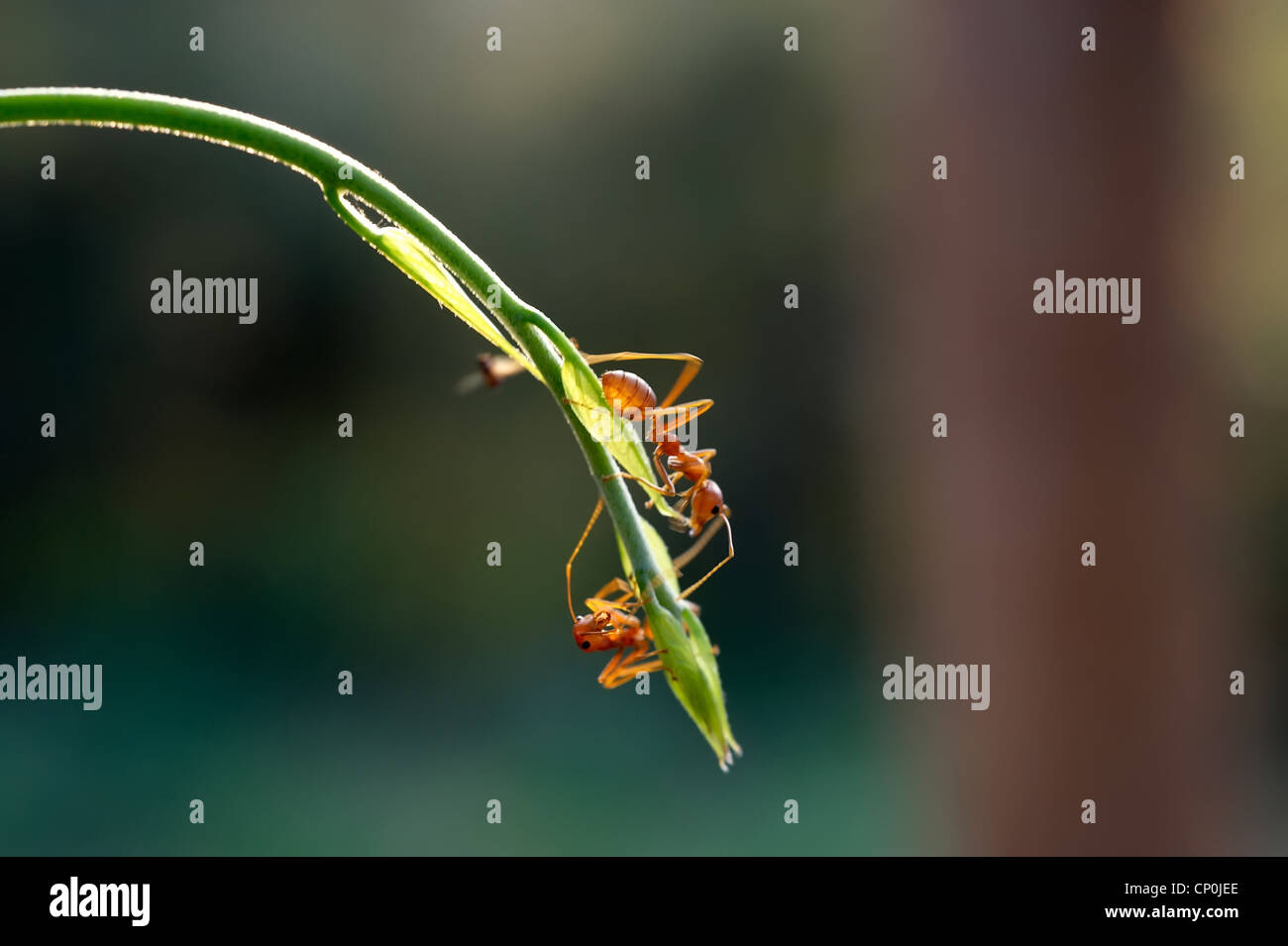 ant formica rufa Stock Photo - Alamy