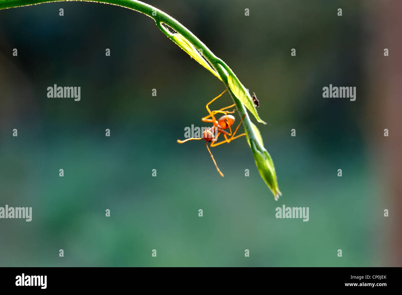ant formica rufa Stock Photo - Alamy