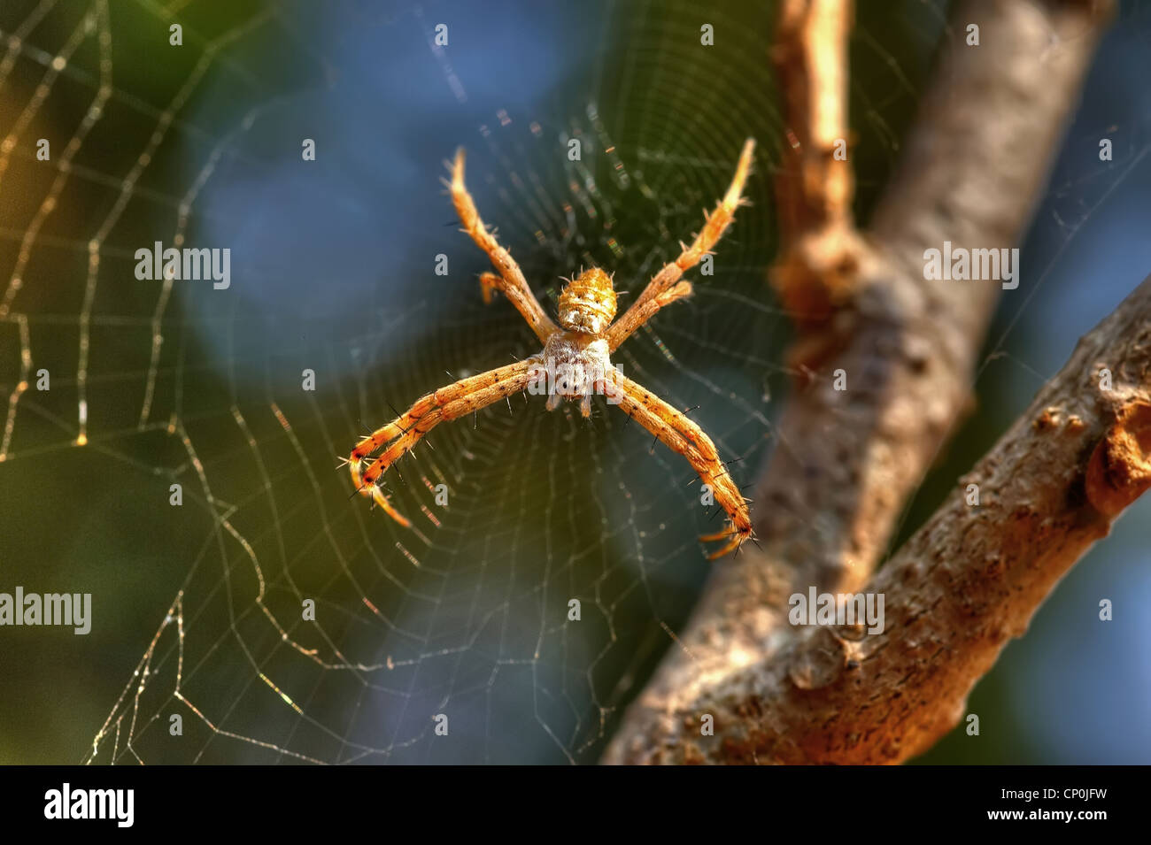 Spiders (order Araneae) are air-breathing arthropods that have eight ...