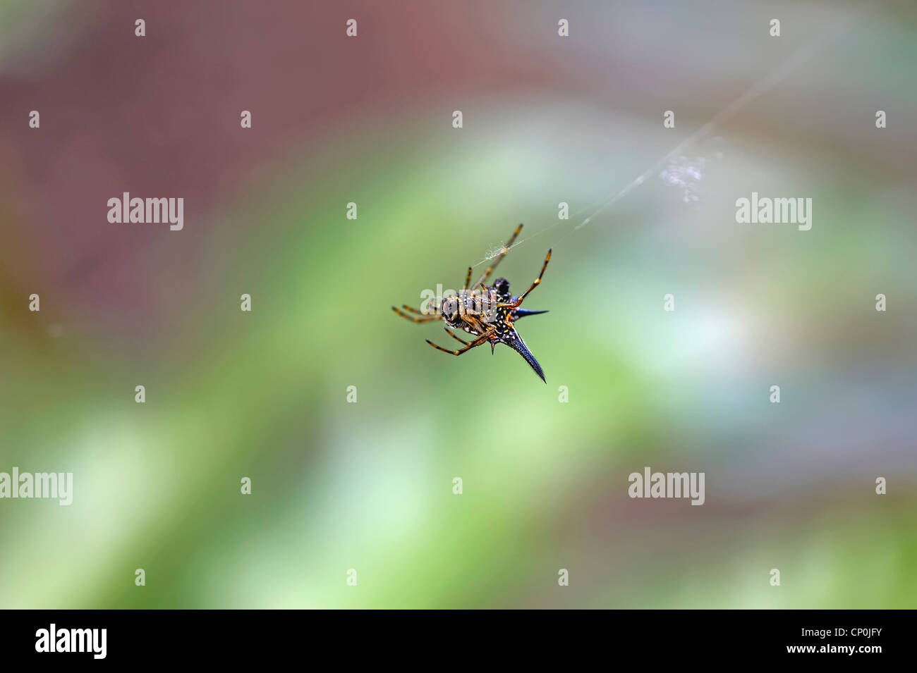 Spiders (order Araneae) are air-breathing arthropods that have eight ...